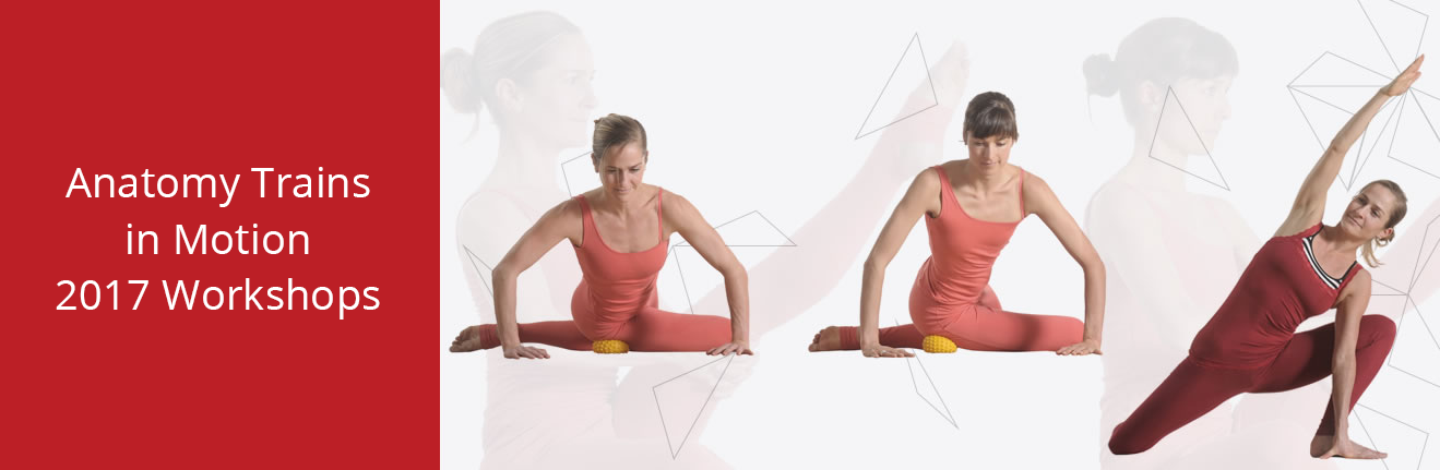 Anatomy Trains Australia - Training Courses for Qualified Therapists